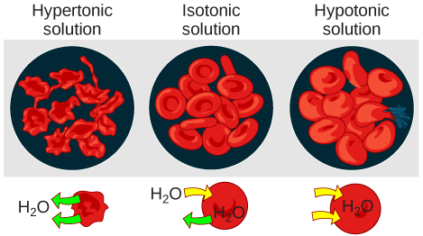 Passive Transport: Osmosis – Mt Hood Community College Biology 101