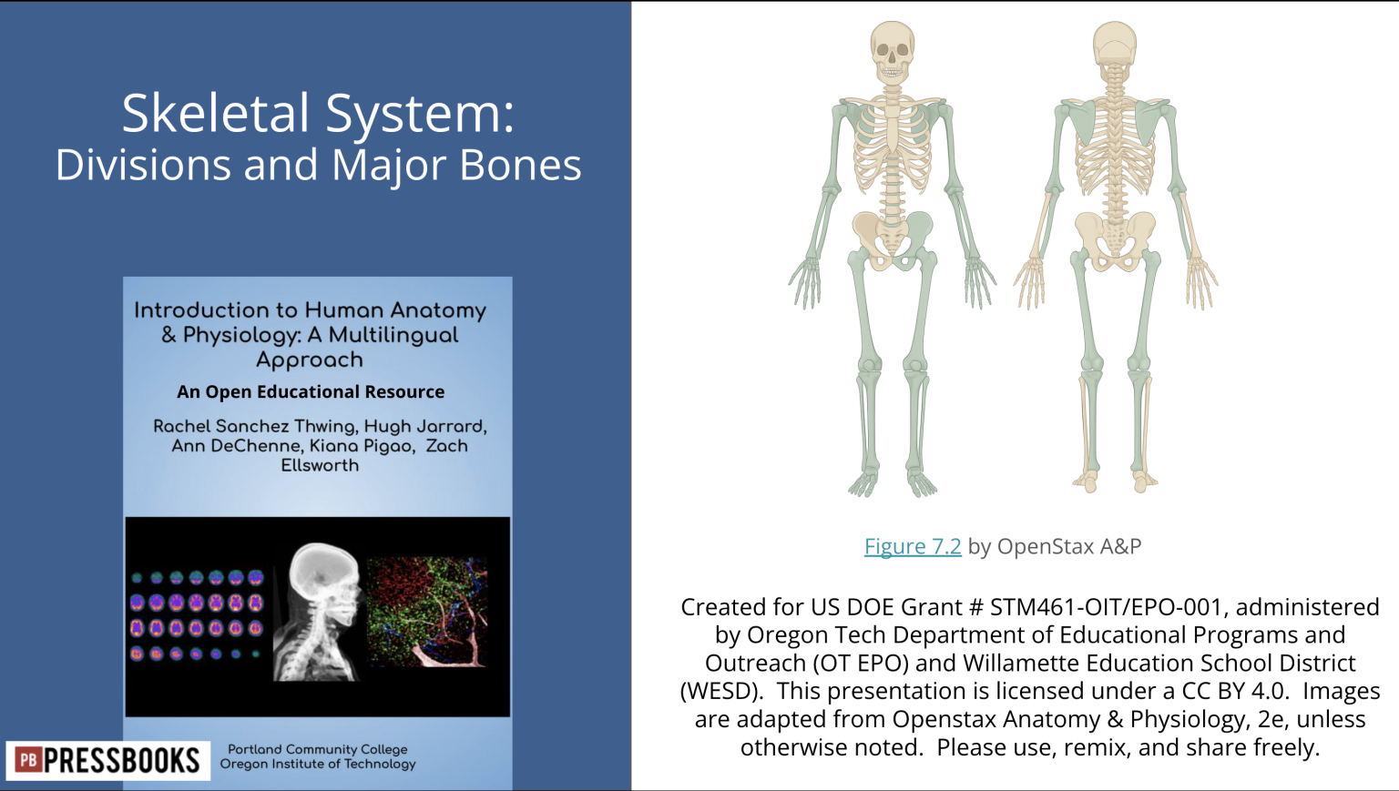 Lesson 2: Divisions of the Skeletal System and its Major Bones – Introduction to Human Anatomy ...