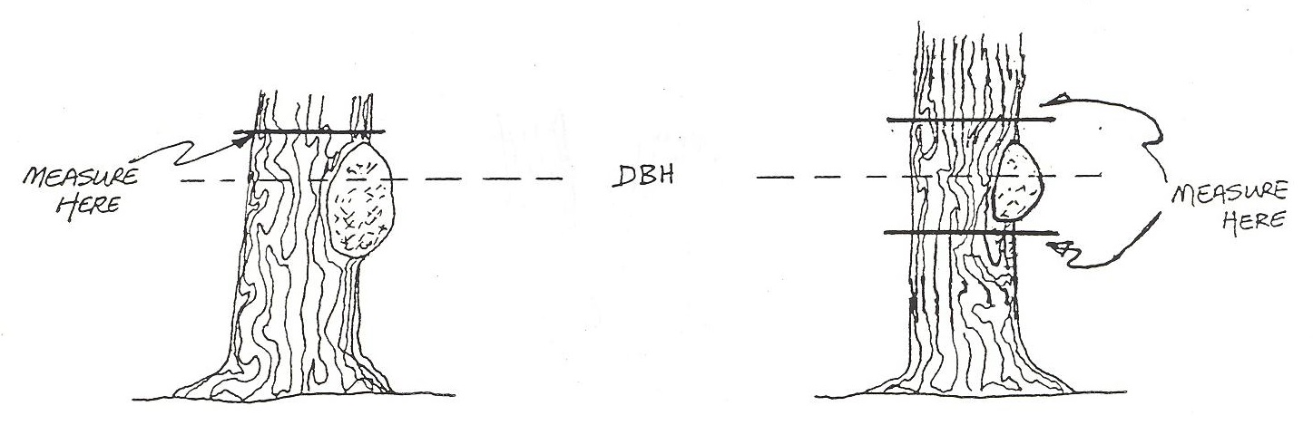 3.2 Determining Tree Diameter – Forest Measurements