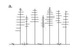 5.7 Summary Questions – Forest Measurements