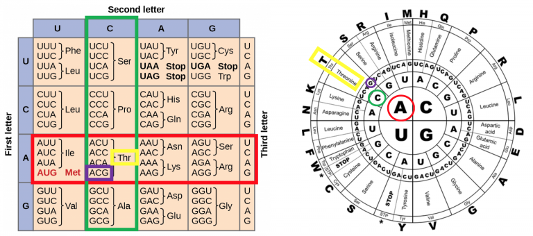 The Genetic Code – MHCC Biology 112: Biology for Health Professions