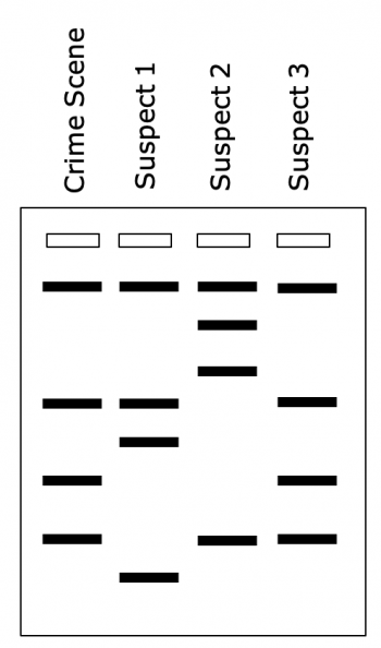 Gel Electrophoresis and DNA Fingerprinting – MHCC Biology 112: Biology ...